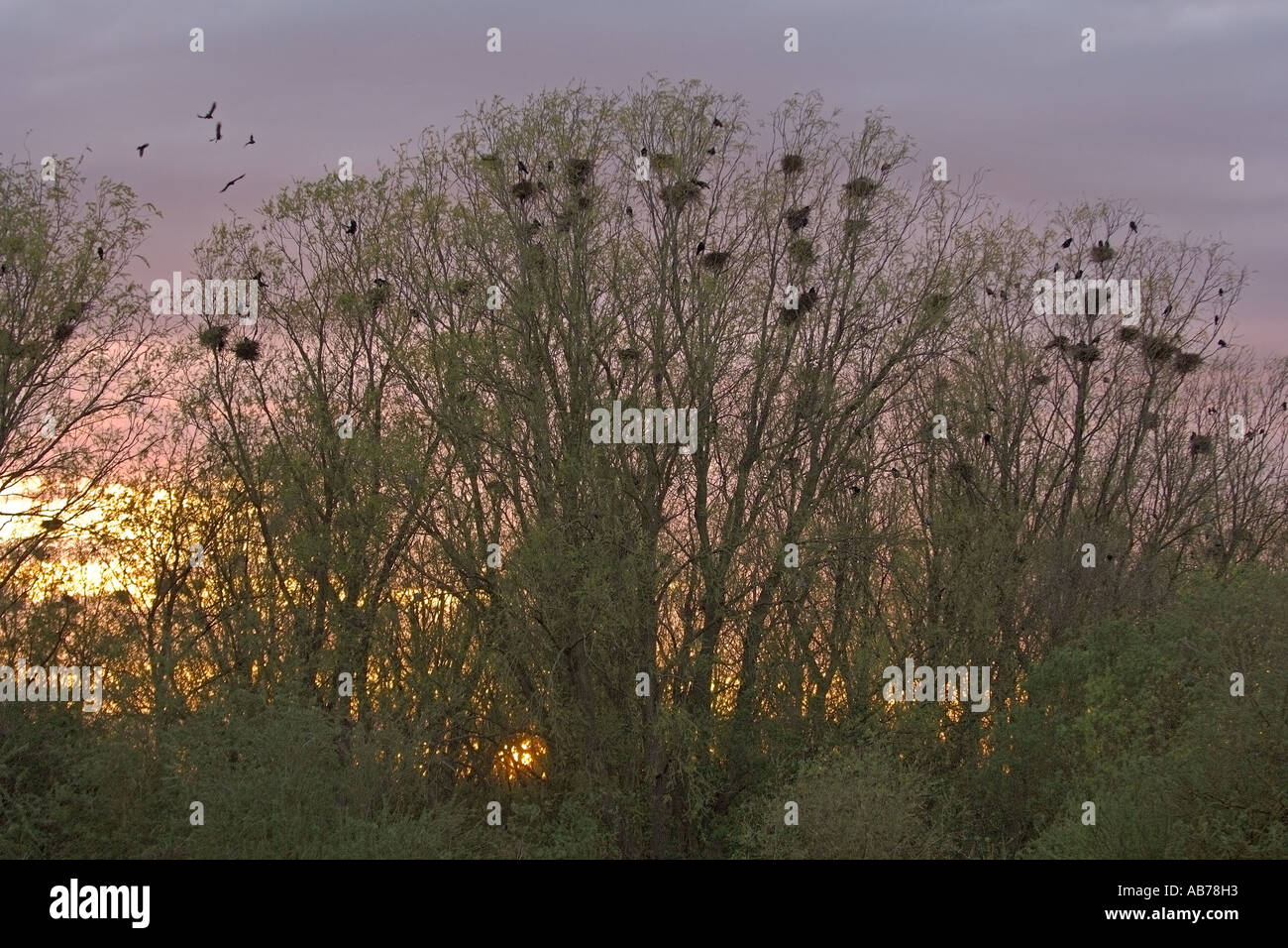 Rooks Corvus frugilegus flying around rookery at dusk Cambridgeshire ...