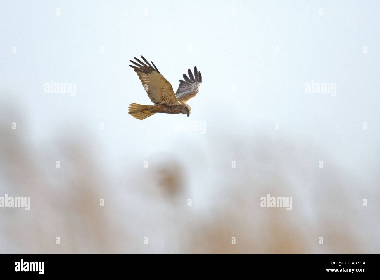 Adult male marsh harrier in hi-res stock photography and images - Alamy