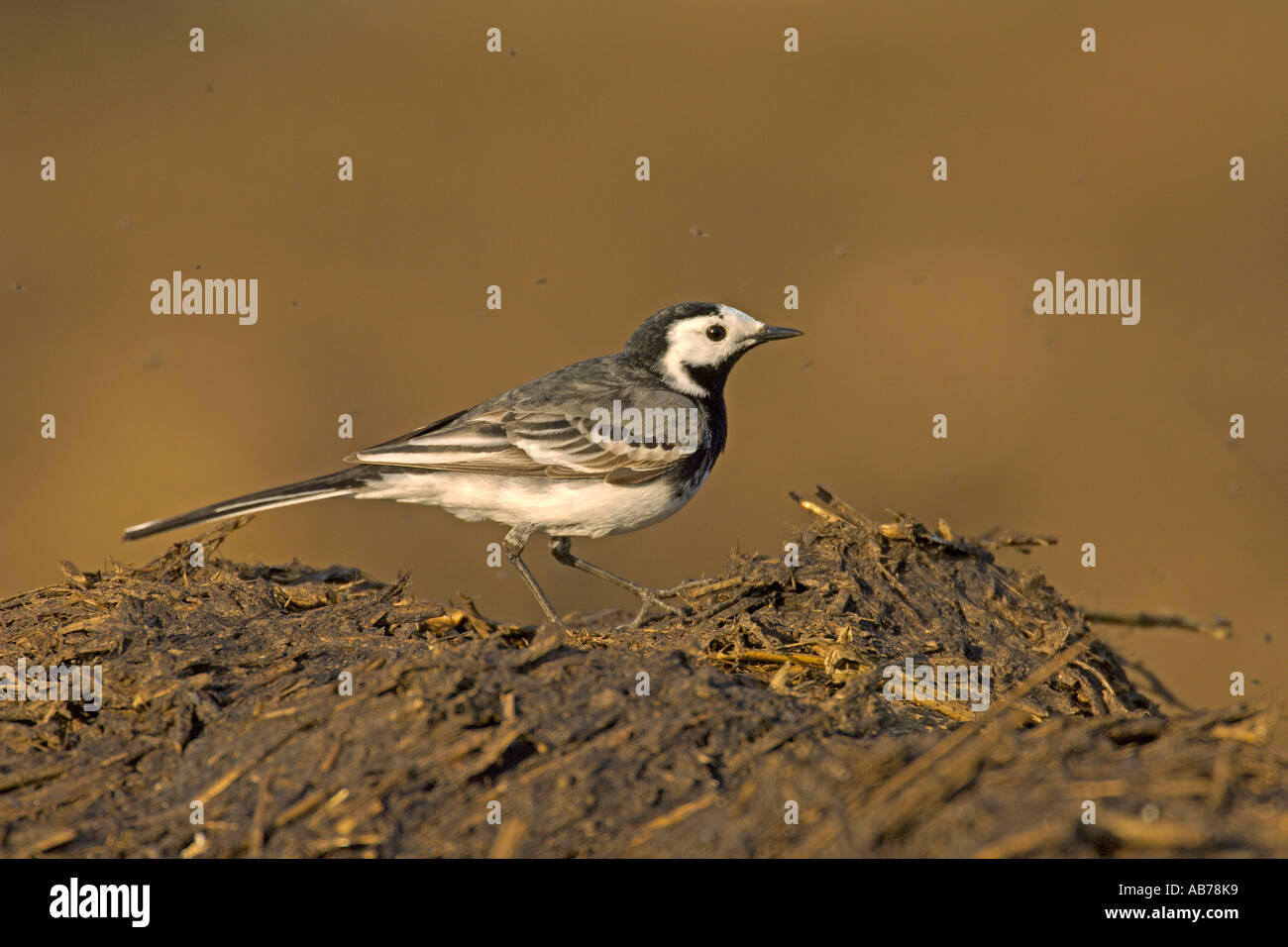 Pied wagtail Motacilla alba yarrellii summer adult female on farm ...