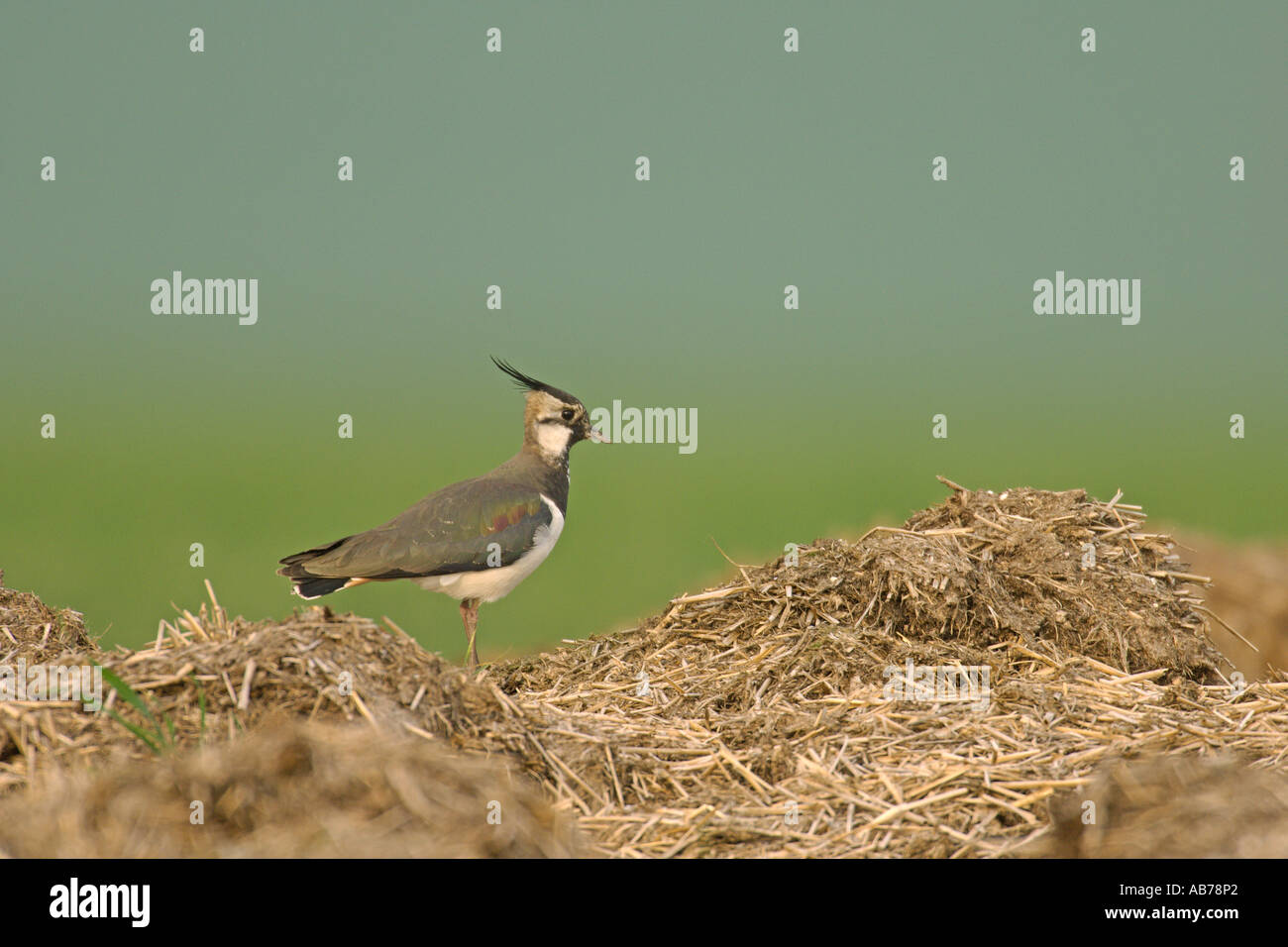 Lapwing male and female hi-res stock photography and images - Alamy