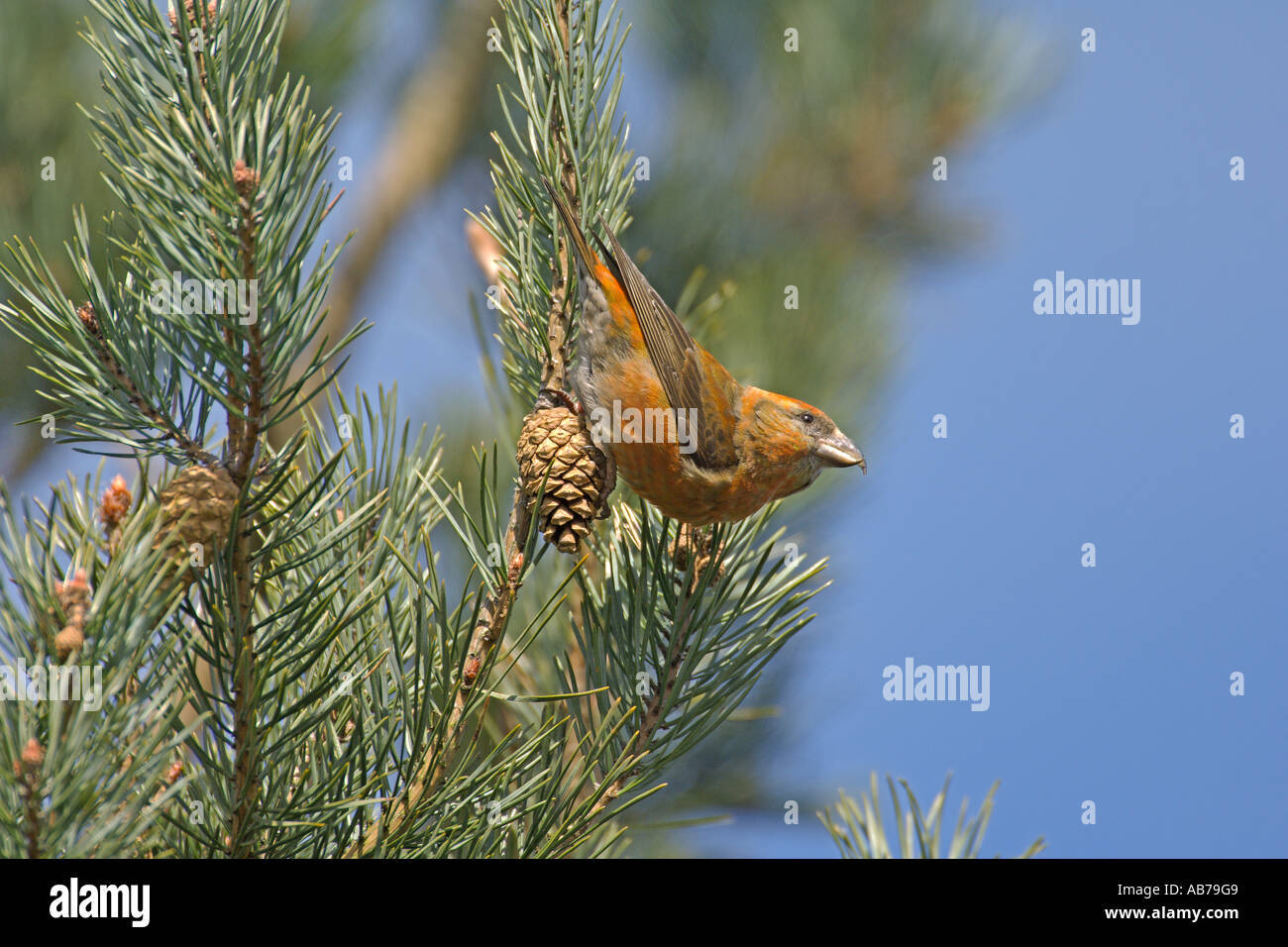 Crossbill pine cone hi-res stock photography and images - Alamy