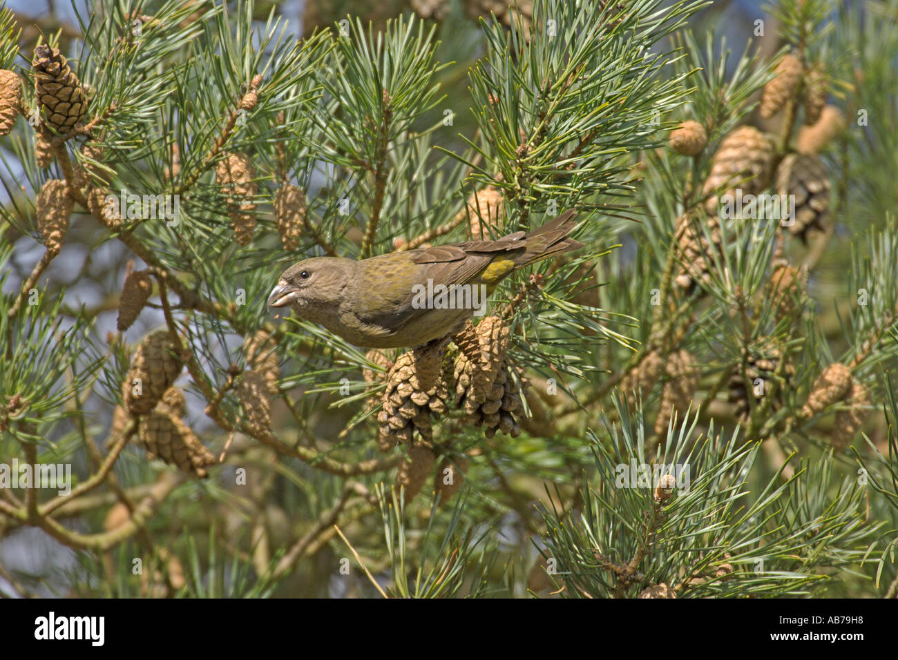 Crossbill pine cone hi-res stock photography and images - Alamy