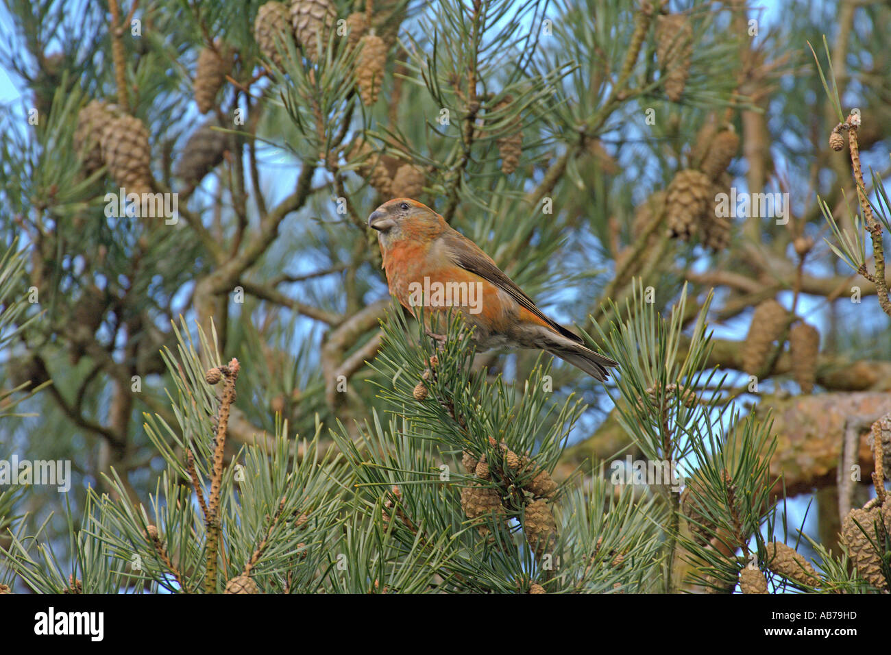 Crossbill pine cone hi-res stock photography and images - Alamy