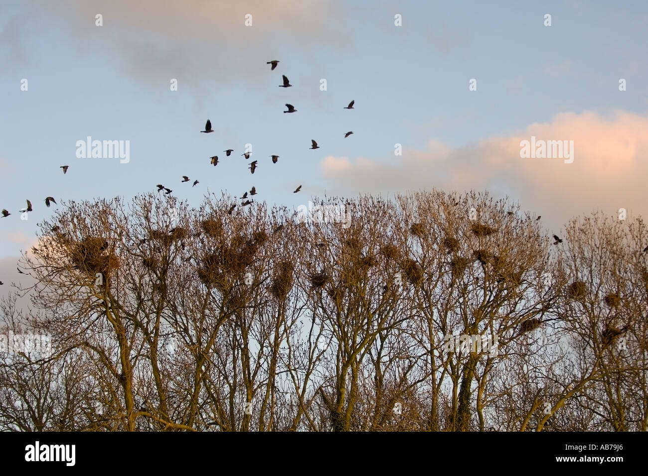 Rooks Corvus frugilegus at rookery in evening light Bedfordshire ...