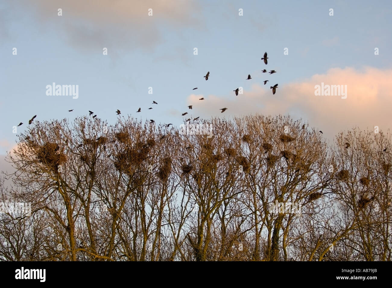 Flying rooks hi-res stock photography and images - Alamy