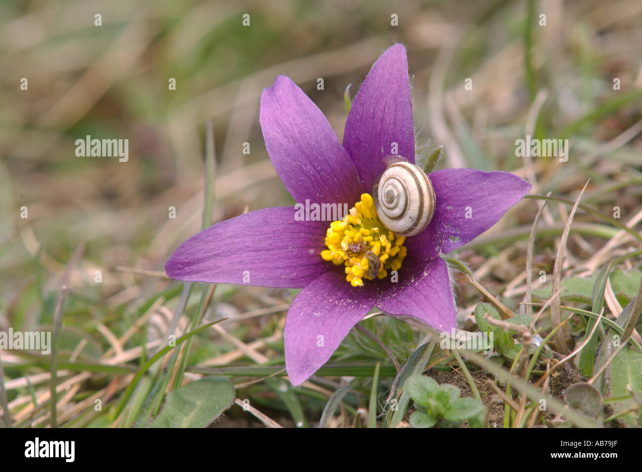 Pasque flower Pulsatilla vulgaris and snail Helicella itala Therfield ...