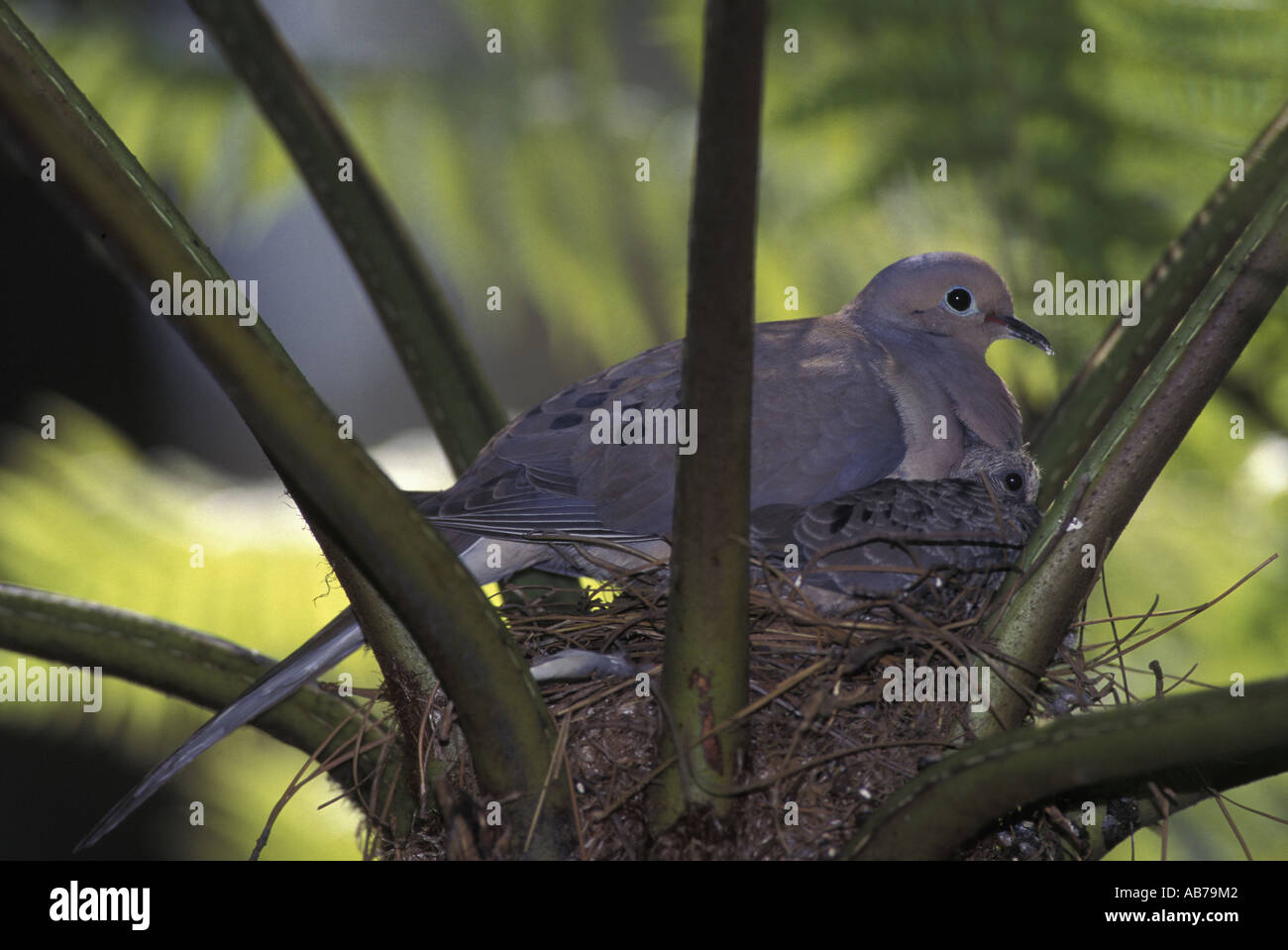Bird Dove Mourning Dove Stock Photo - Alamy