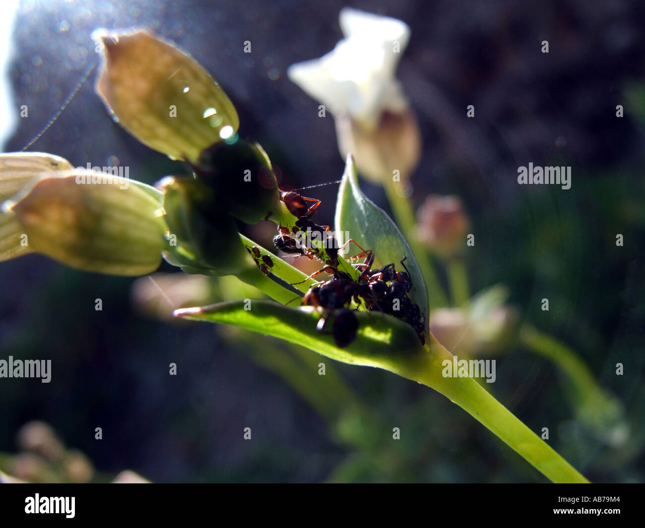 Sea campion Silene maritima with an infestation of Ants Stock Photo - Alamy