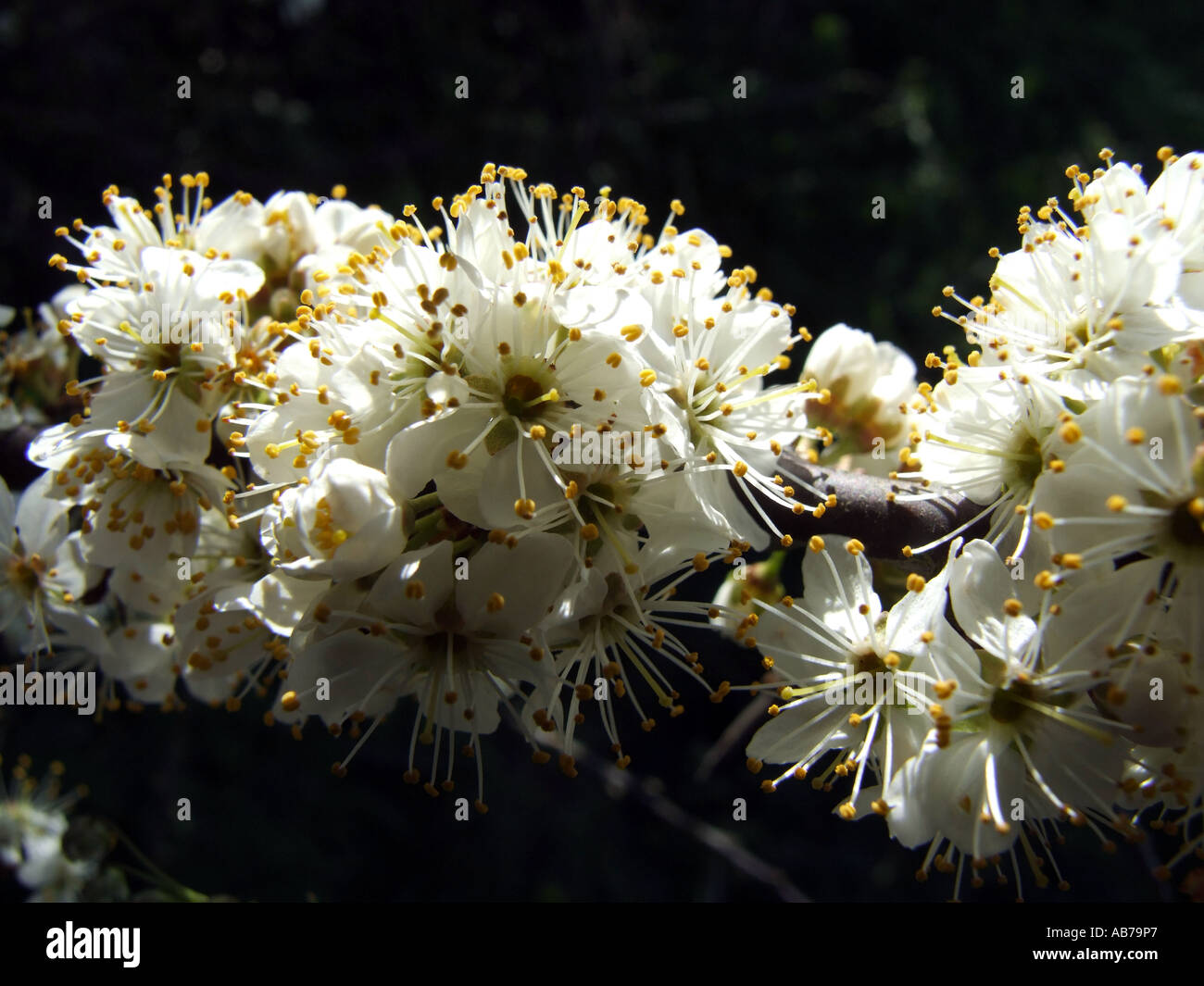 Hawthorn flowers Crataegus monogyna Stock Photo - Alamy