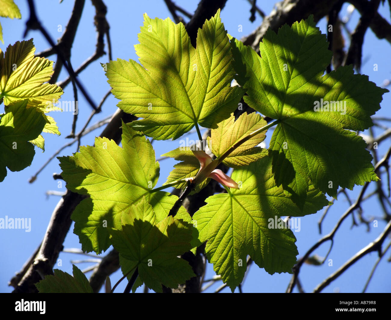 Sycamore Acer pseudoplatanus Stock Photo - Alamy