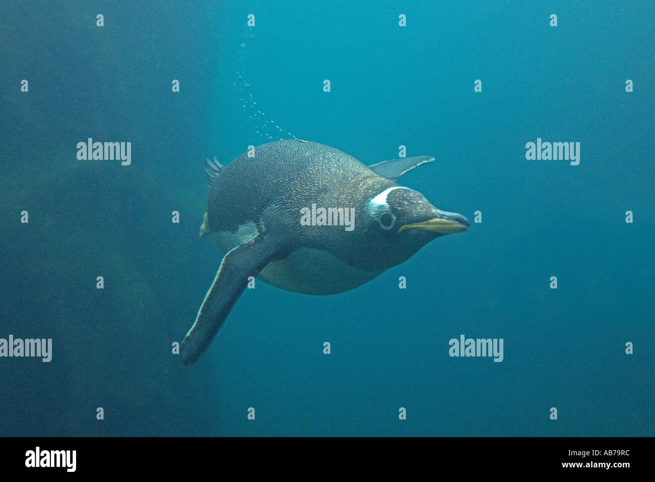 Gentoo penguins swimming underwater hi-res stock photography and images ...