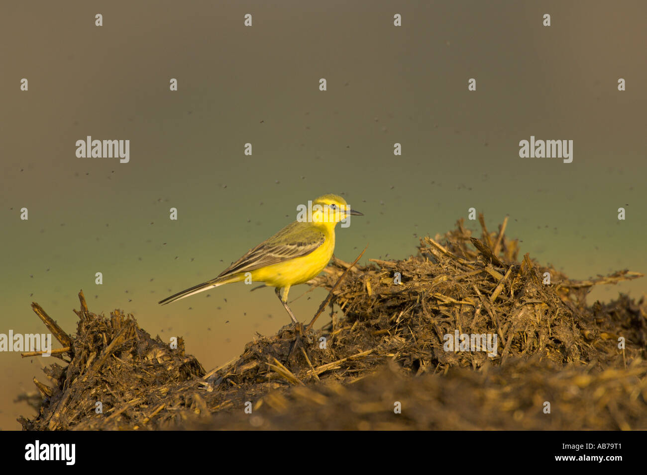 Yellow wagtail Motacilla flava flavissima spring male on farm midden ...