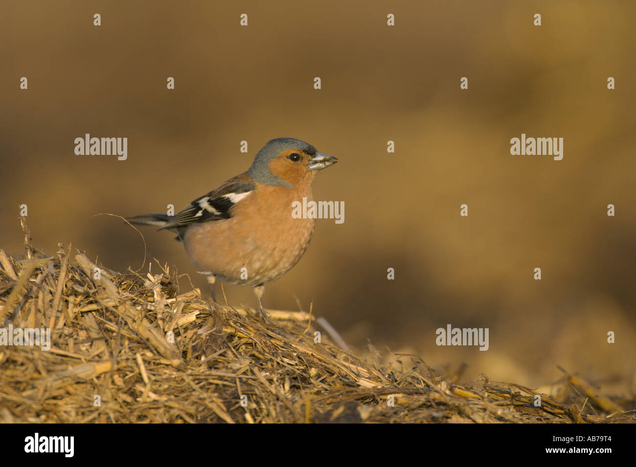 Dung midden hi-res stock photography and images - Alamy