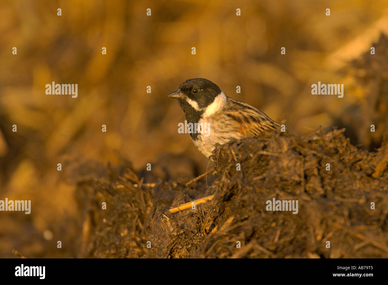 Reed bunting Emberiza schoeniclus male on farm midden heap in evening ...