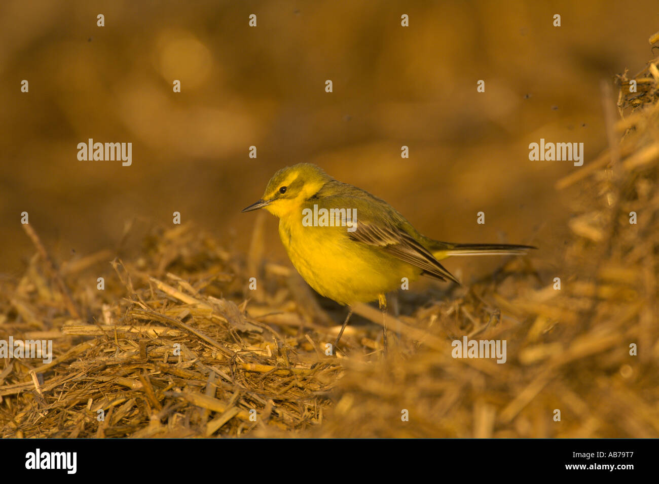 Yellow wagtail Motacilla flava flavissima spring male on farm midden ...
