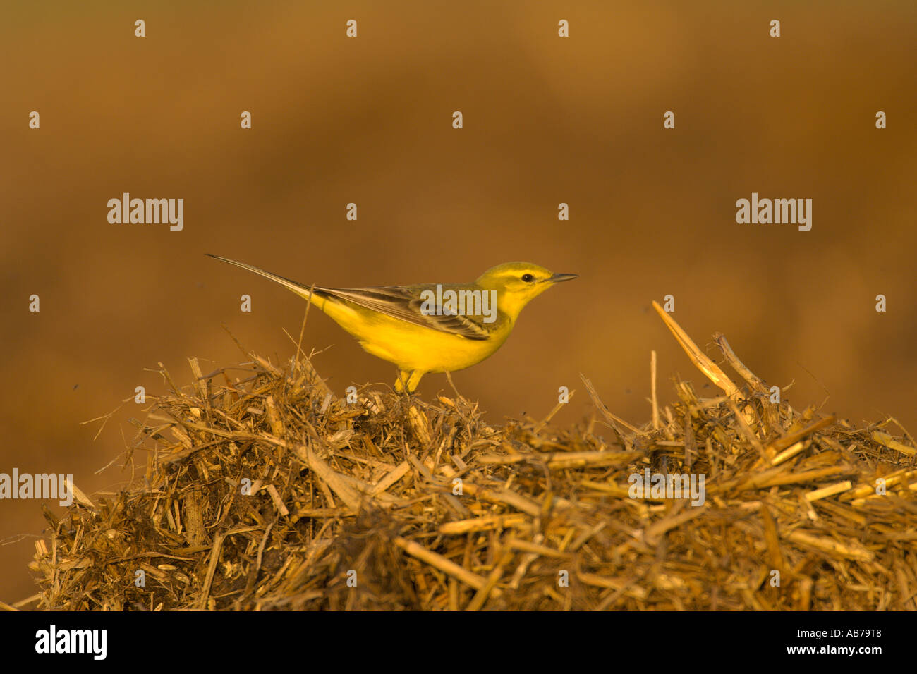 Yellow wagtail Motacilla flava flavissima spring male on farm midden ...