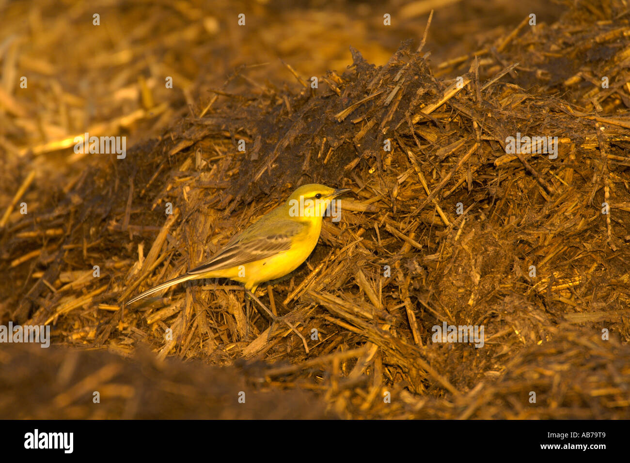 Yellow wagtail Motacilla flava flavissima spring male on farm midden ...