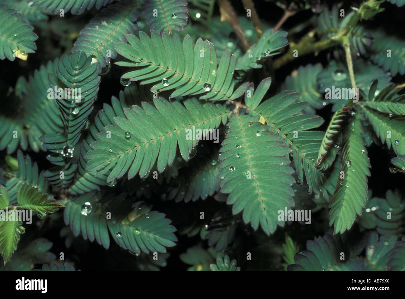 Mimosa Touch Sensitive Plant Mimosa Pudica Stock Photo - Alamy