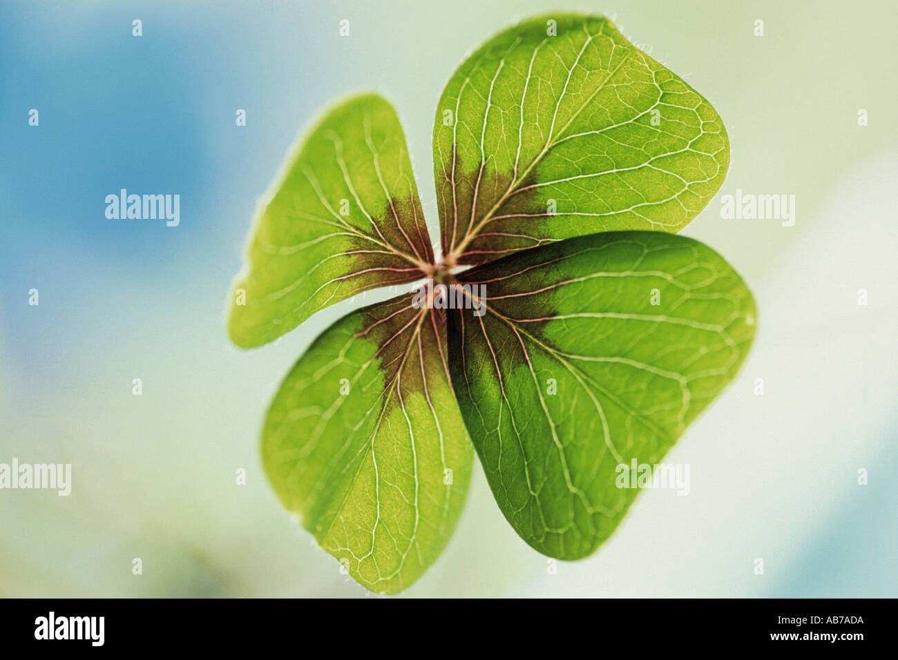 Species of clover hi-res stock photography and images - Alamy