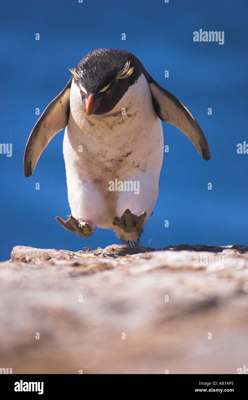 Rock Hopper Penguin (Eudyptes chrysocome chrysocome )jumping Stock ...
