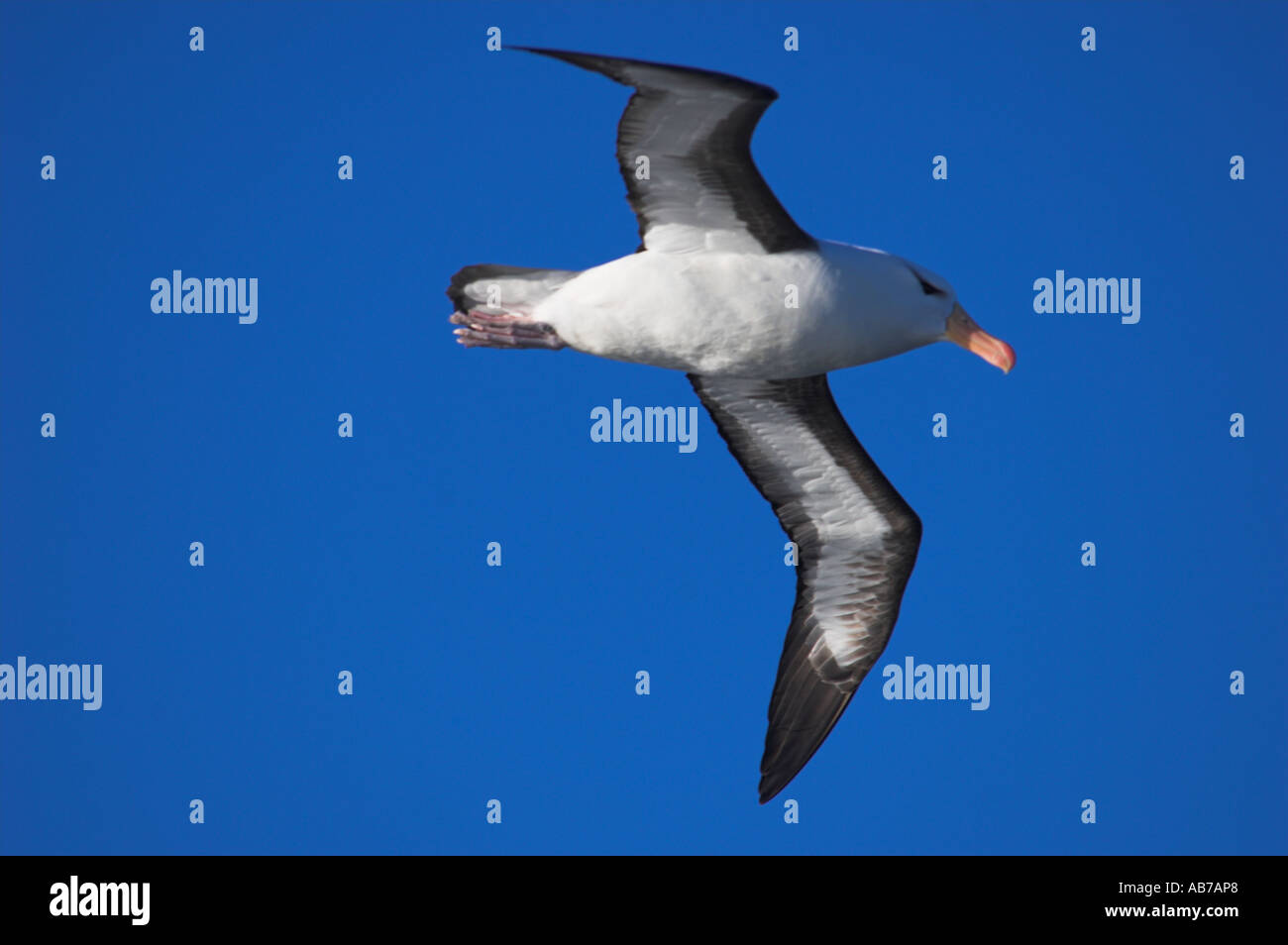 Black Browed Albatross (Thalassarche melanophrys) against a blue sky ...