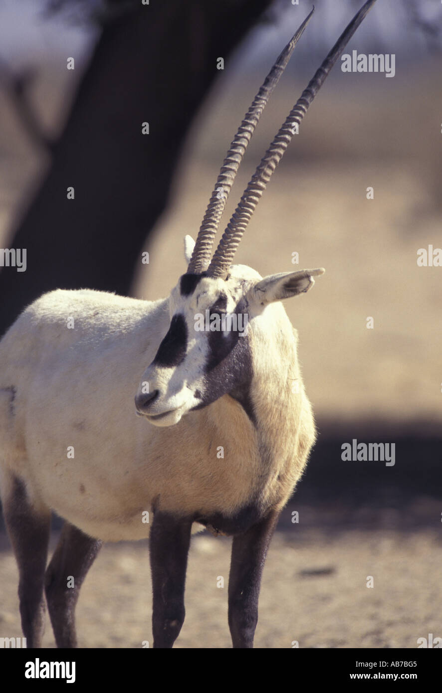 Oryx Arabian Oryx Stock Photo - Alamy
