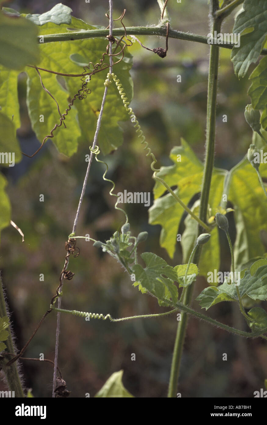 Plant tendril plant hi-res stock photography and images - Alamy