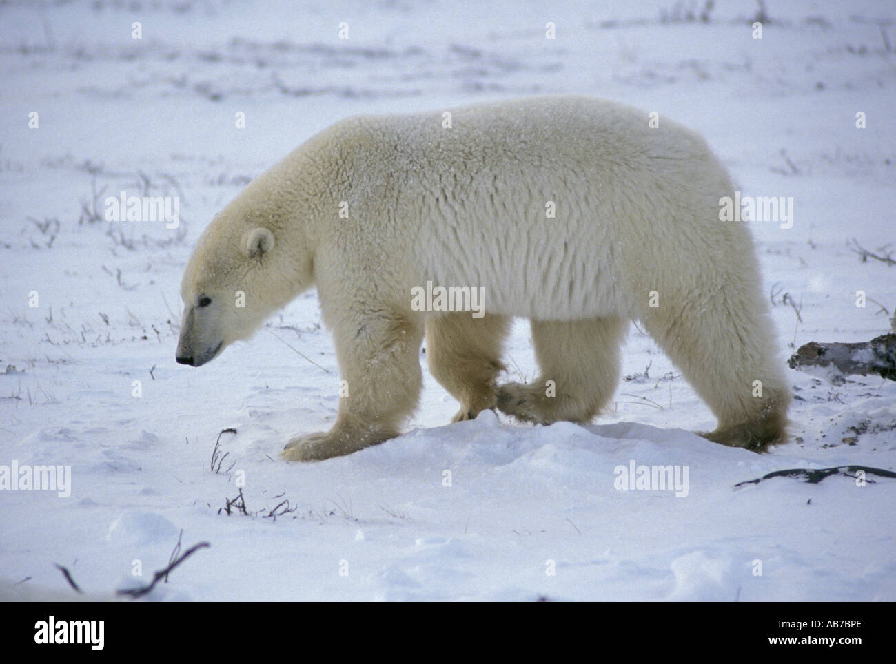 Mammal Bear Polar Bear Stock Photo - Alamy