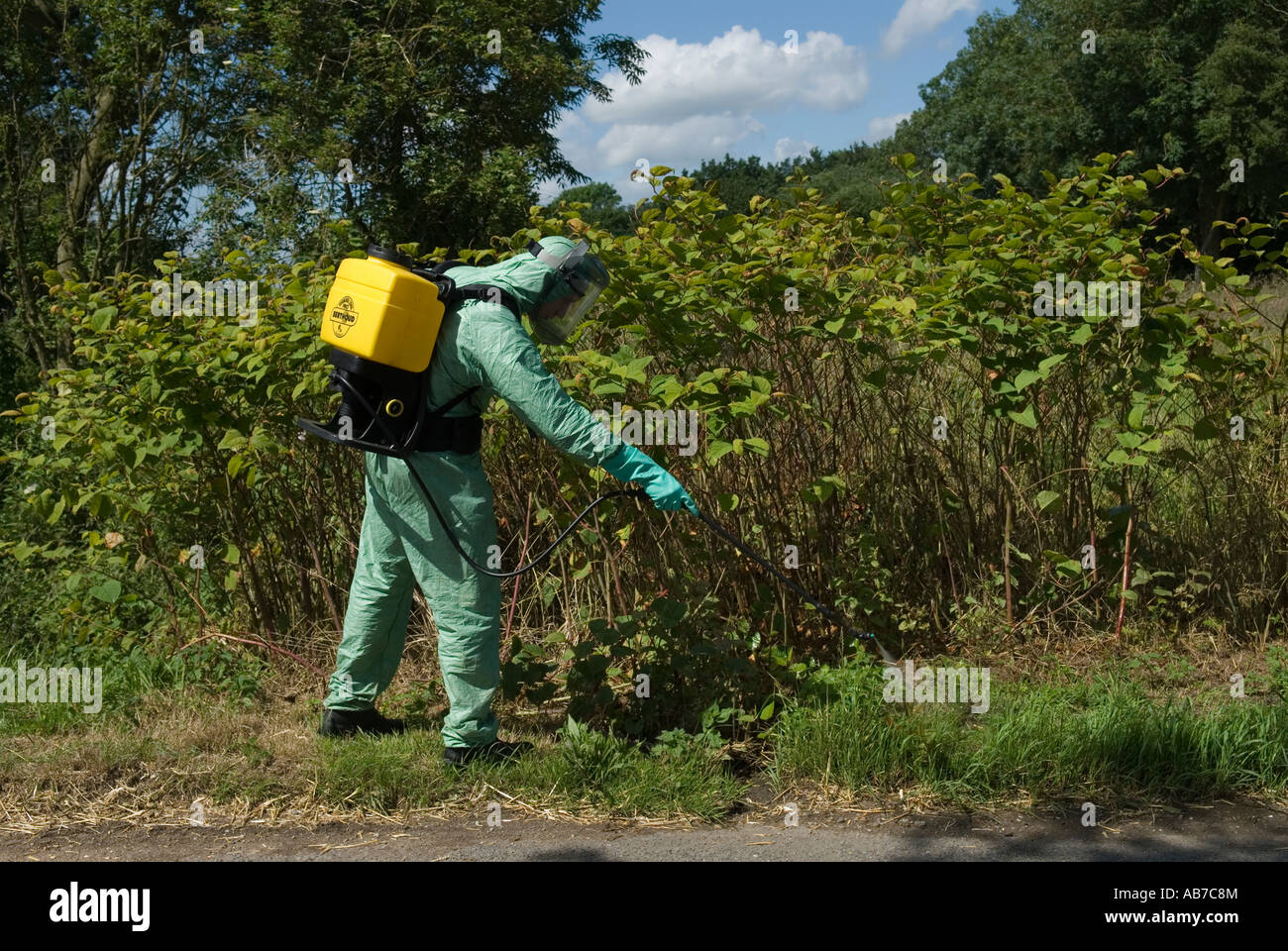 JAPANESE KNOTWEED. ERADICATION EXPERT sprays invasive Japanese Knotweed ...