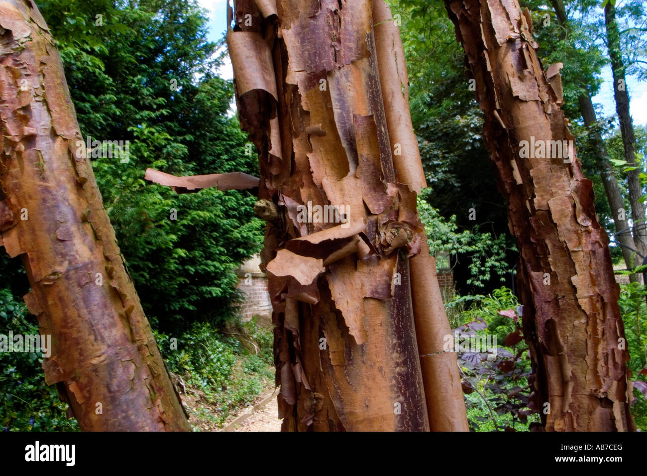 PAPER BARK MAPLE ACER GRISEUM BRIDGE END GARDENS SAFFRON WALDEN ESSEX ...