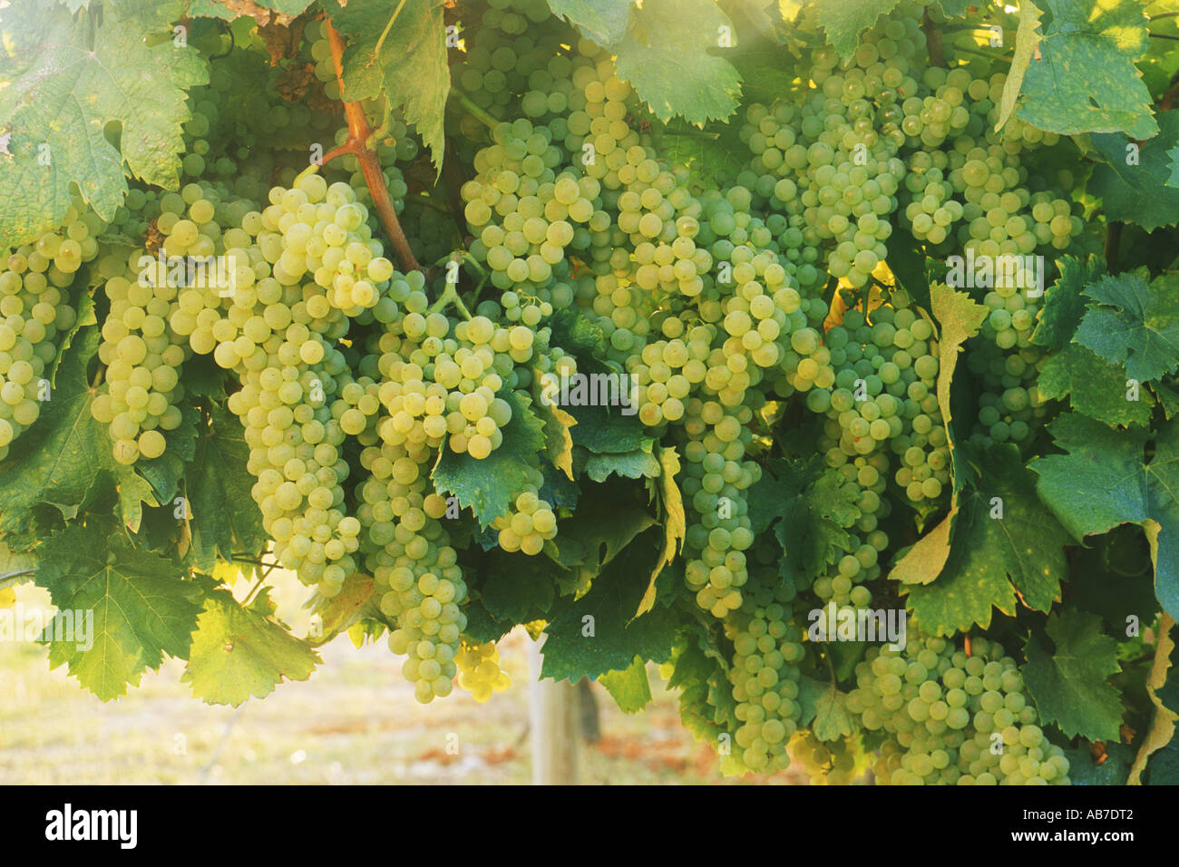White cognac grapes on vine near Cognac, France Stock Photo - Alamy