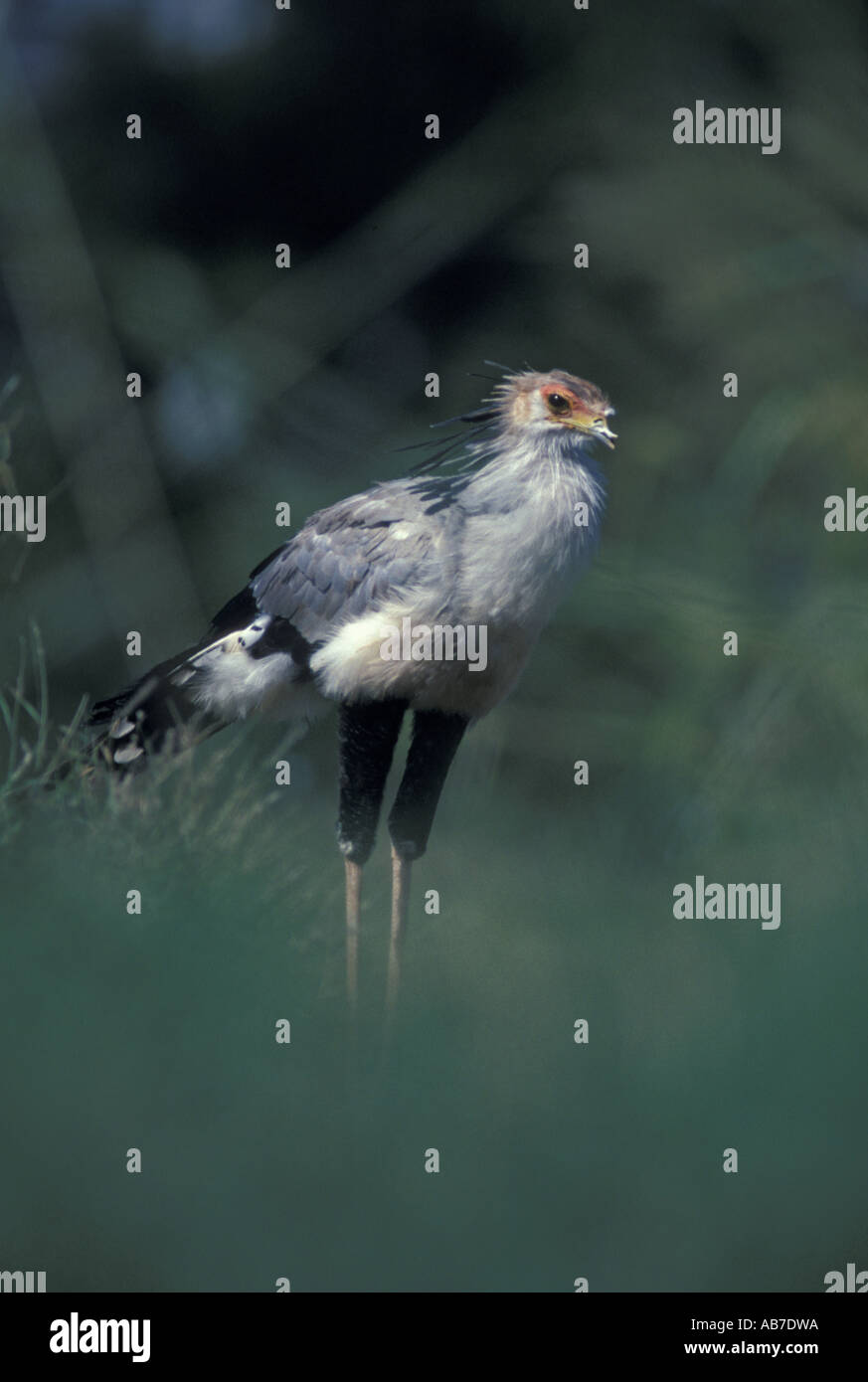 Africa Bird Secretary Bird Stock Photo - Alamy