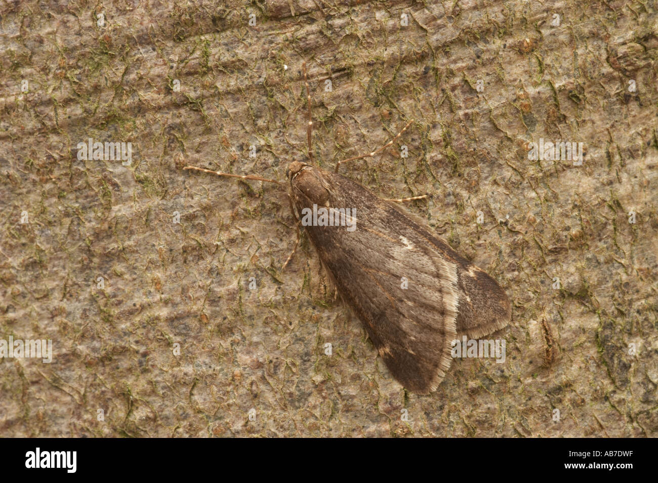 March Moth - Alsophila aecularia Stock Photo - Alamy