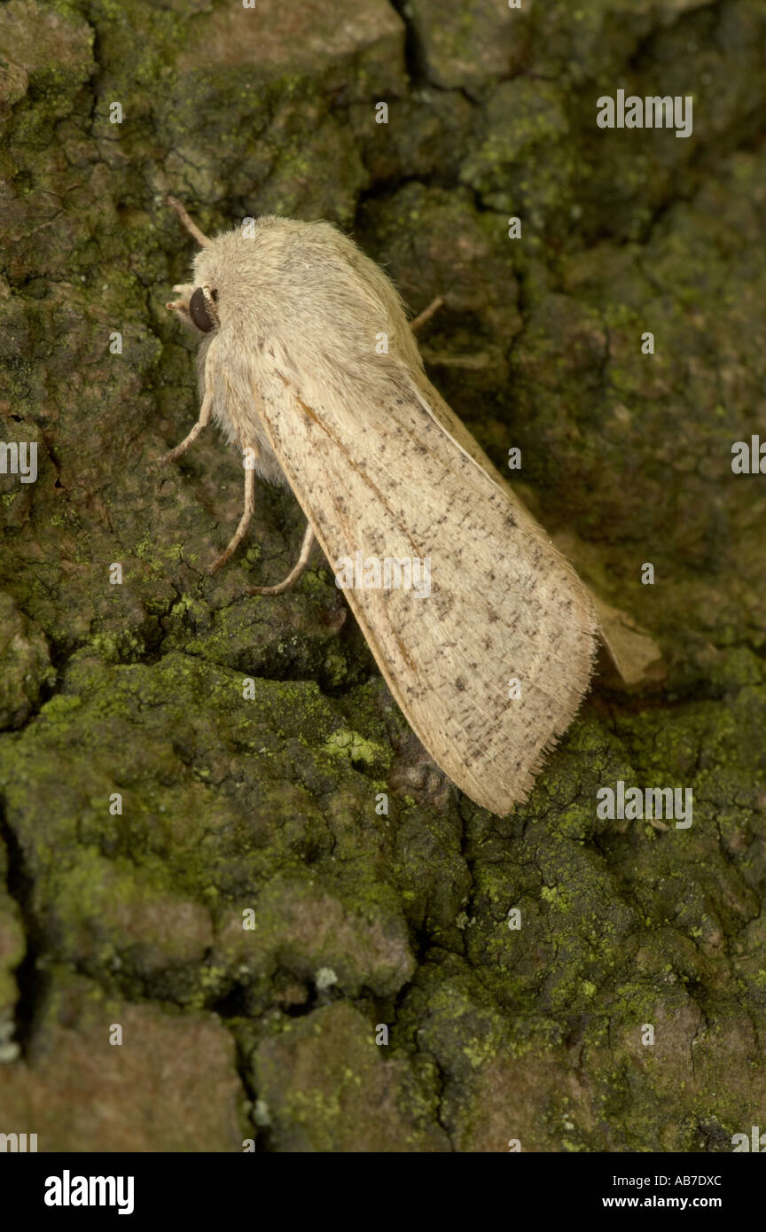 Powdered Quaker - Orthosia gracilis Stock Photo - Alamy