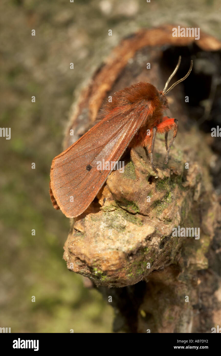 Ruby Tiger Moths High Resolution Stock Photography and Images - Alamy