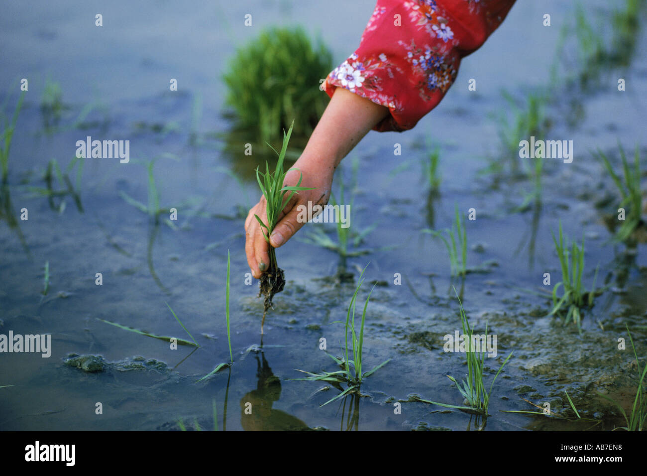Grain planting close up color hi-res stock photography and images - Alamy