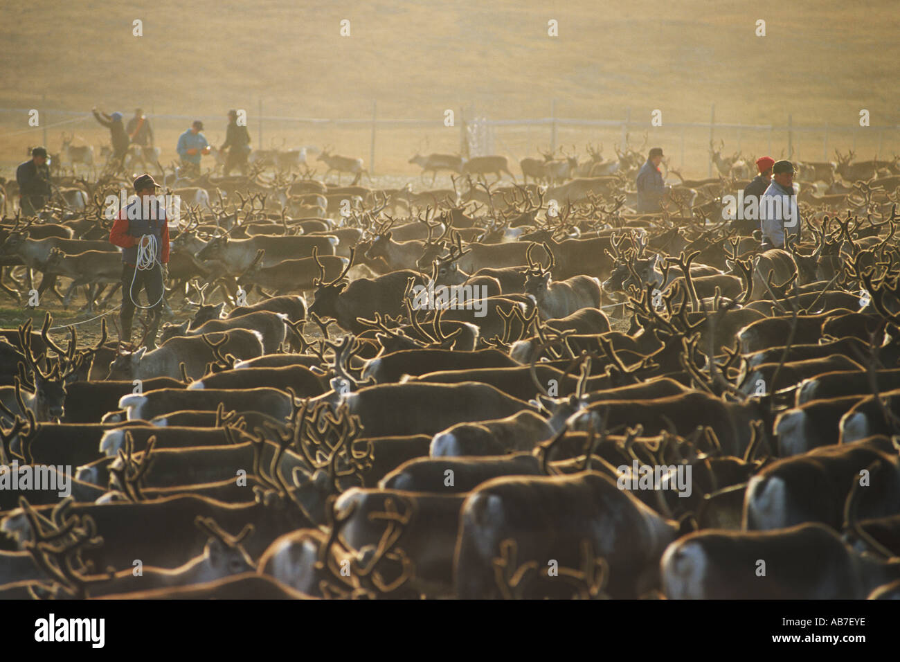 Reindeer herding hi-res stock photography and images - Alamy