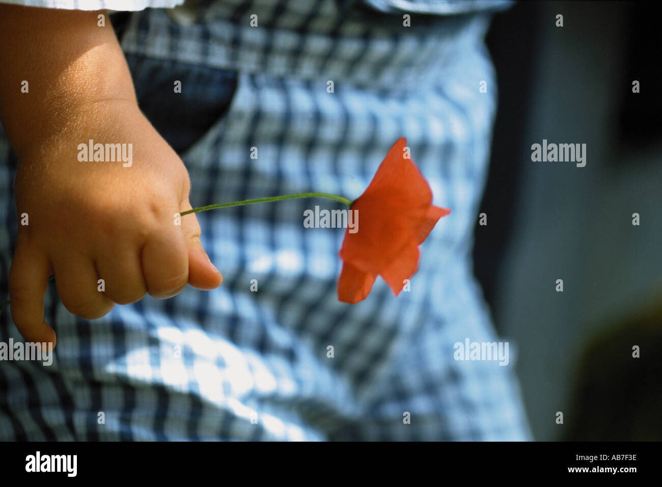 Child holding poppy Stock Photo - Alamy