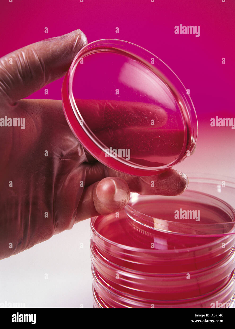 Agar hi-res stock photography and images - Alamy