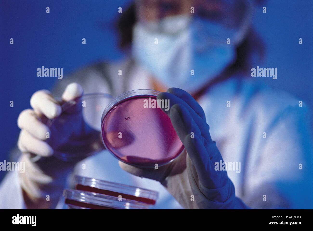 Lab work petri dishes hi-res stock photography and images - Alamy