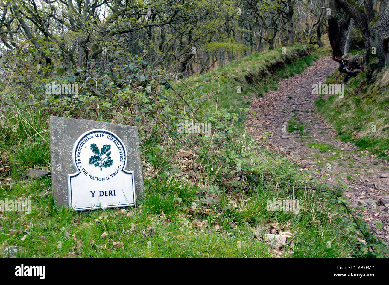 Y Deri ancient oak woodland at Abergavenny Monmouthshire South Wales UK ...