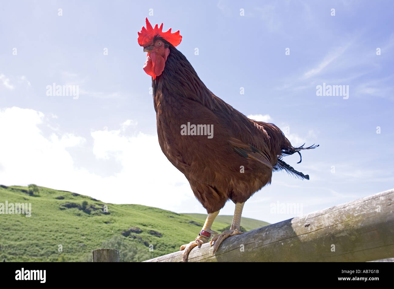Rooster crowing hi-res stock photography and images - Alamy