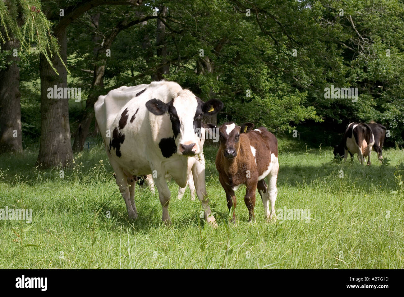 Black white cow hi-res stock photography and images - Alamy