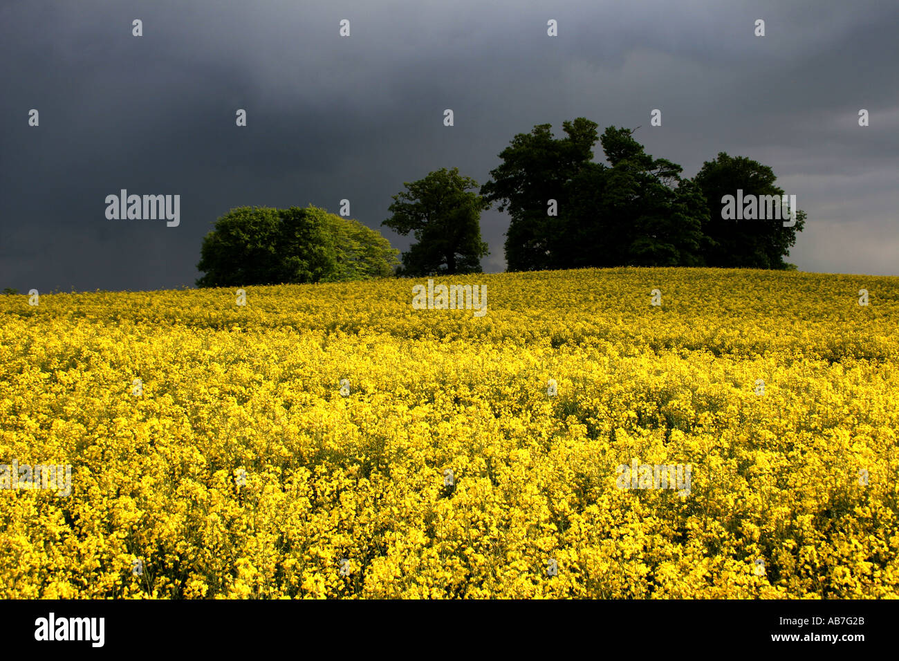 Rapeseed Field at Sheffield Park Sussex England Stock Photo - Alamy