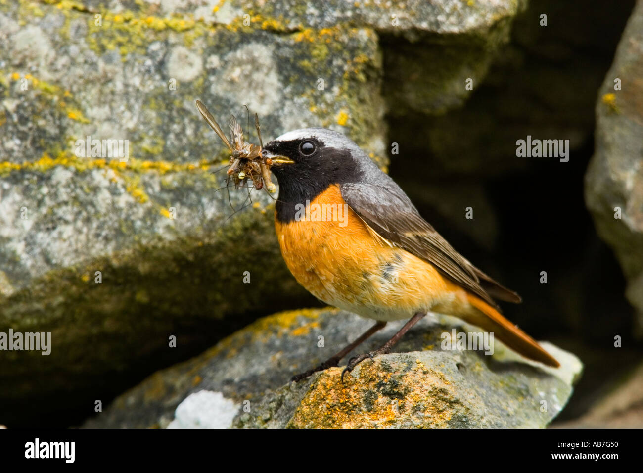 Redstart Phoenicurus phoenicurus taking food to nest in old stne barn ...