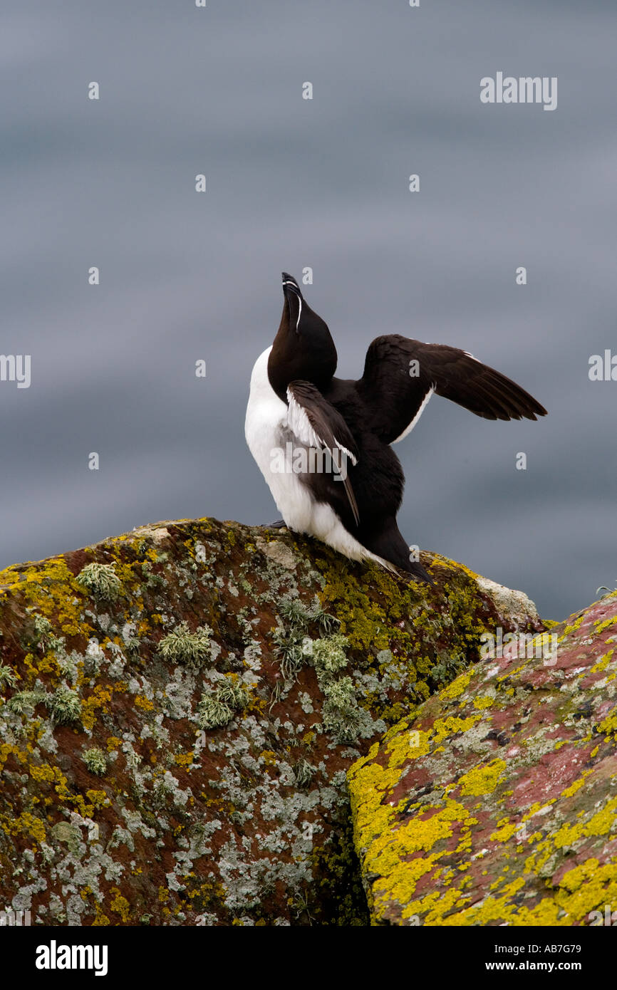 Razorbill Alca torda standing on rock with head up and wings back with ...