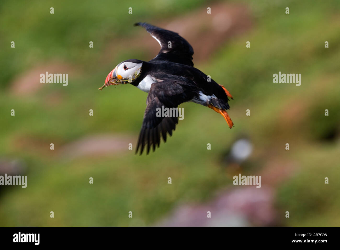 Flying puffin hi-res stock photography and images - Alamy