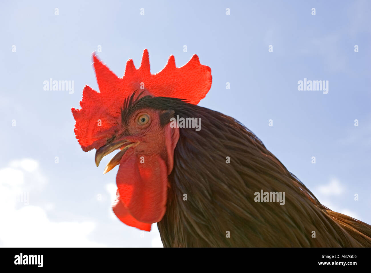 Rooster crowing closeup hi-res stock photography and images - Alamy