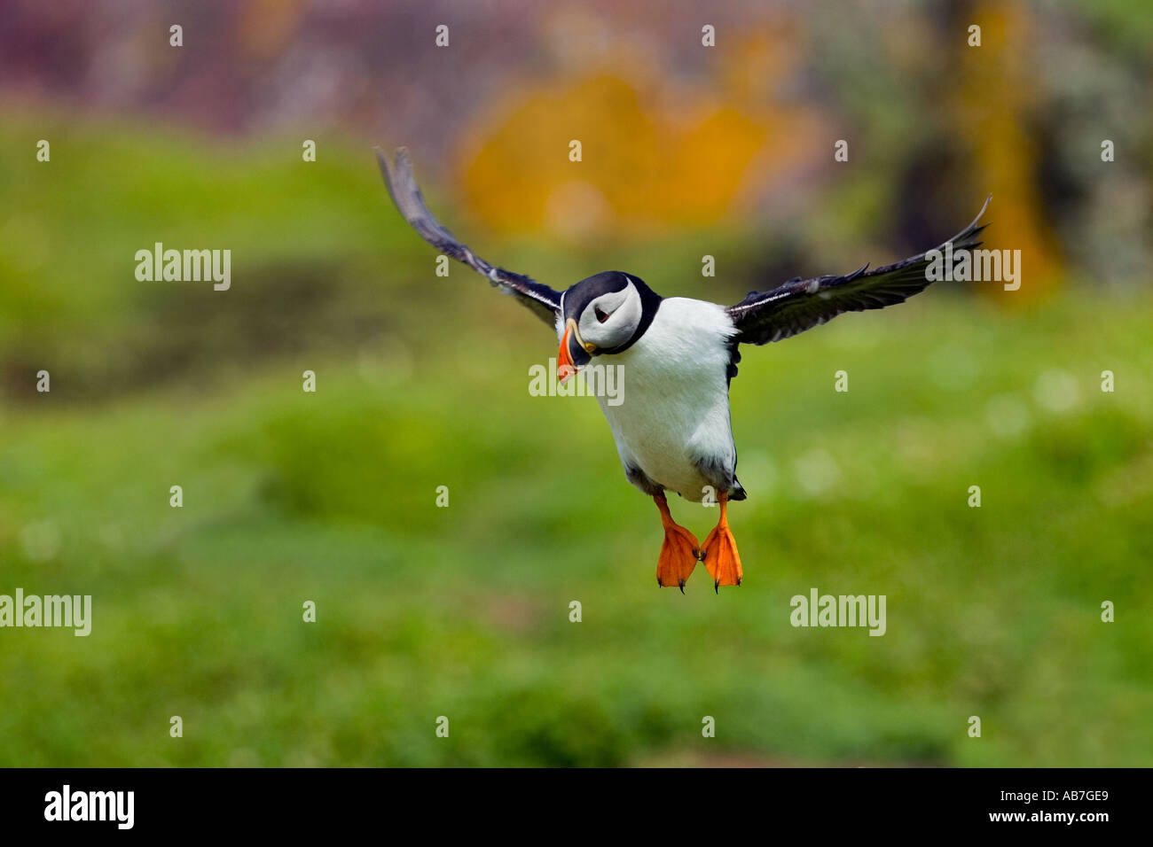 Puffin Fratercula arctica coming into land at burrow with wings out and ...