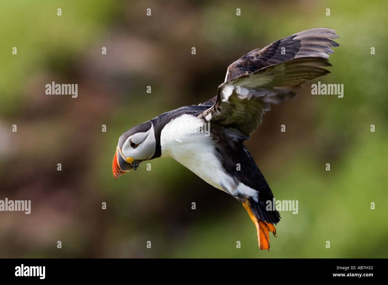 Puffin Fratercula arctica in flight with wings back and feet down with ...